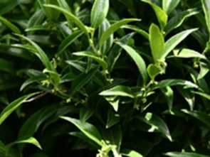 清香桂的用法_清香桂的功效作用_清香桂的注意事项| 中国医药信息查询平台