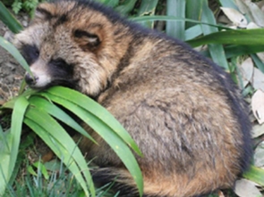 貉肉的用法_貉肉的功效作用_貉肉的注意事项| 中国医药信息查询平台