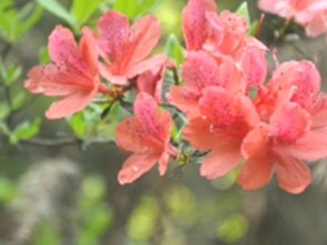 杜鹃花果实的用法_杜鹃花果实的功效作用_杜鹃花果实的注意事项| 中国医药信息查询平台